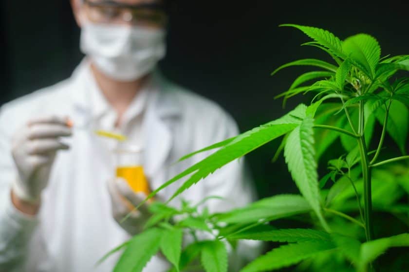 Blue ISTA Certificates for Cannabis and Hemp Seeds - CannaEx Trades